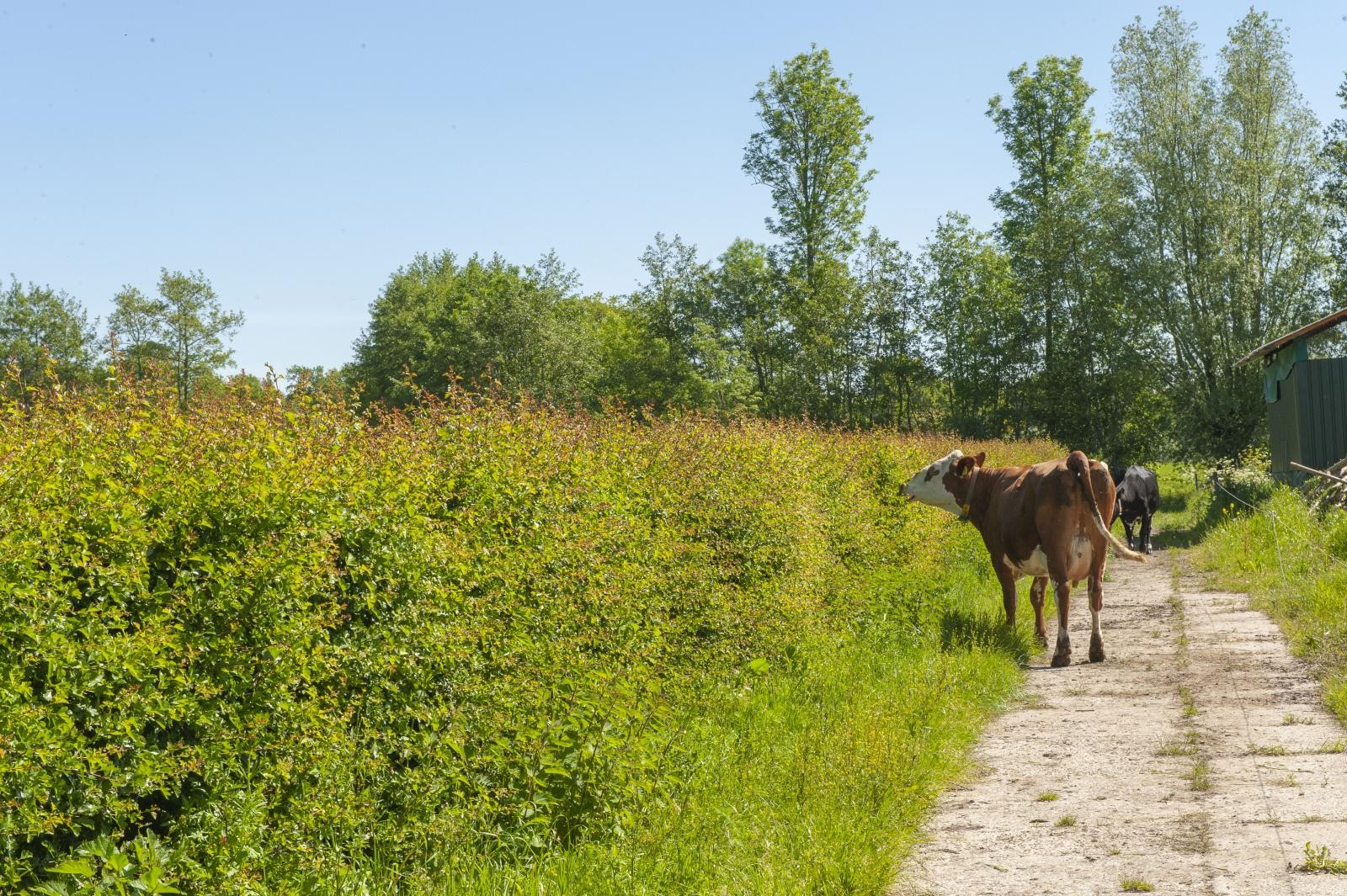Excursie kleine landschapselementen in de melkveehouderij